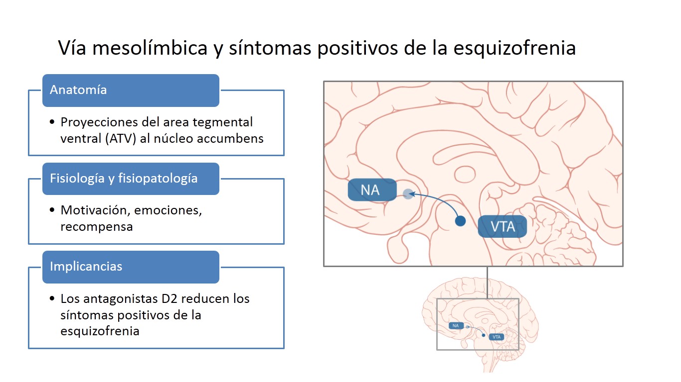 Vías dopaminérgicas y antipsicóticos - Instituto de Psicofarmacología